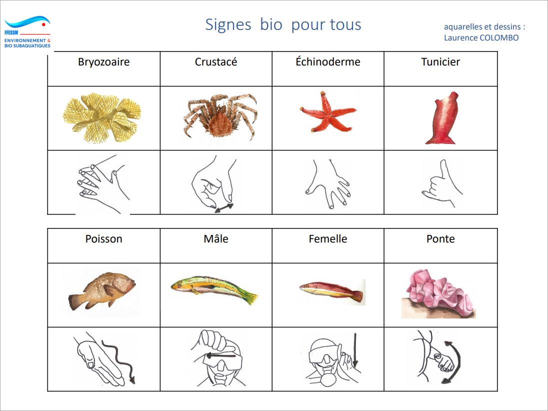 Le coin de la Bio – Plongée pour tous