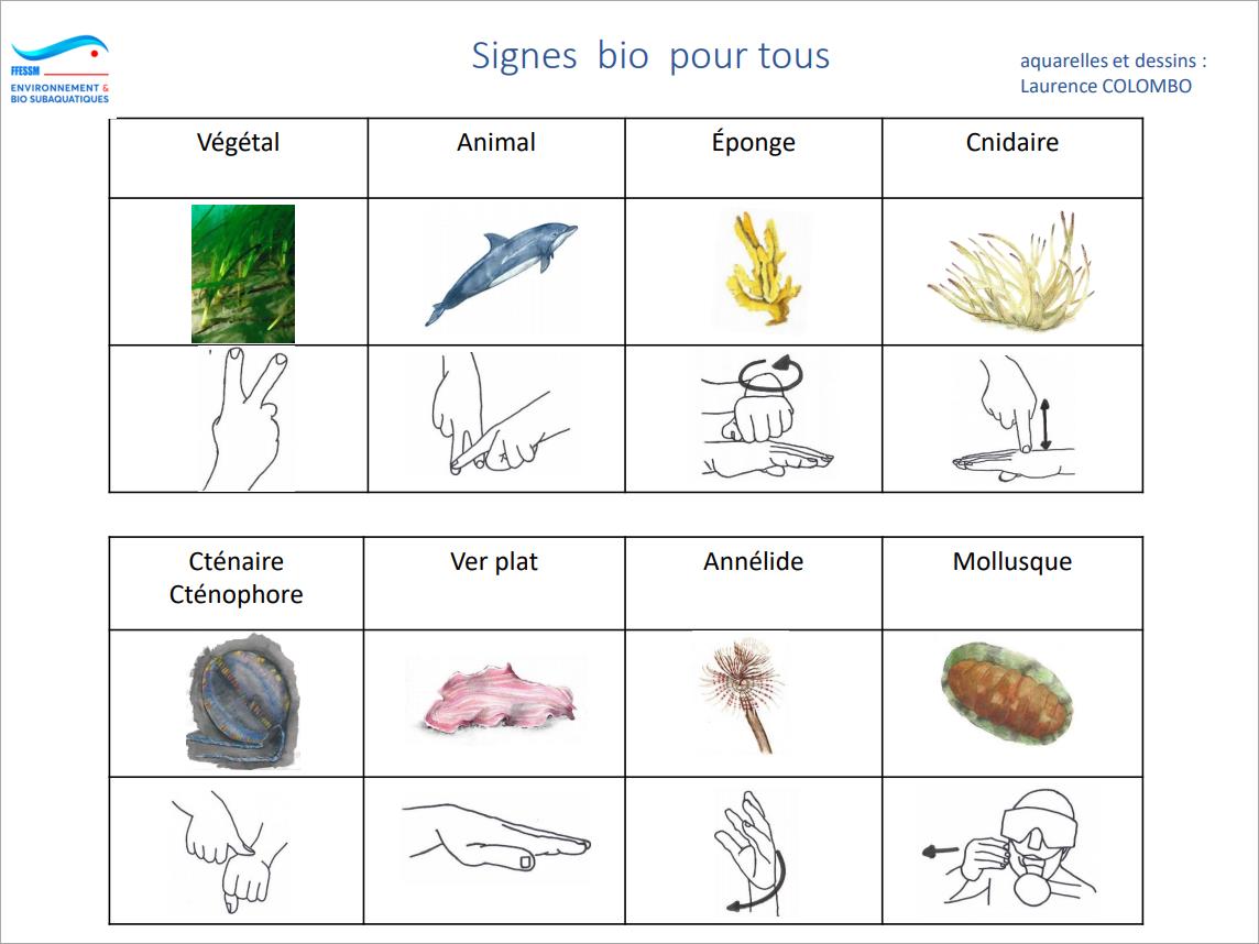 Le coin de la Bio – Plongée pour tous